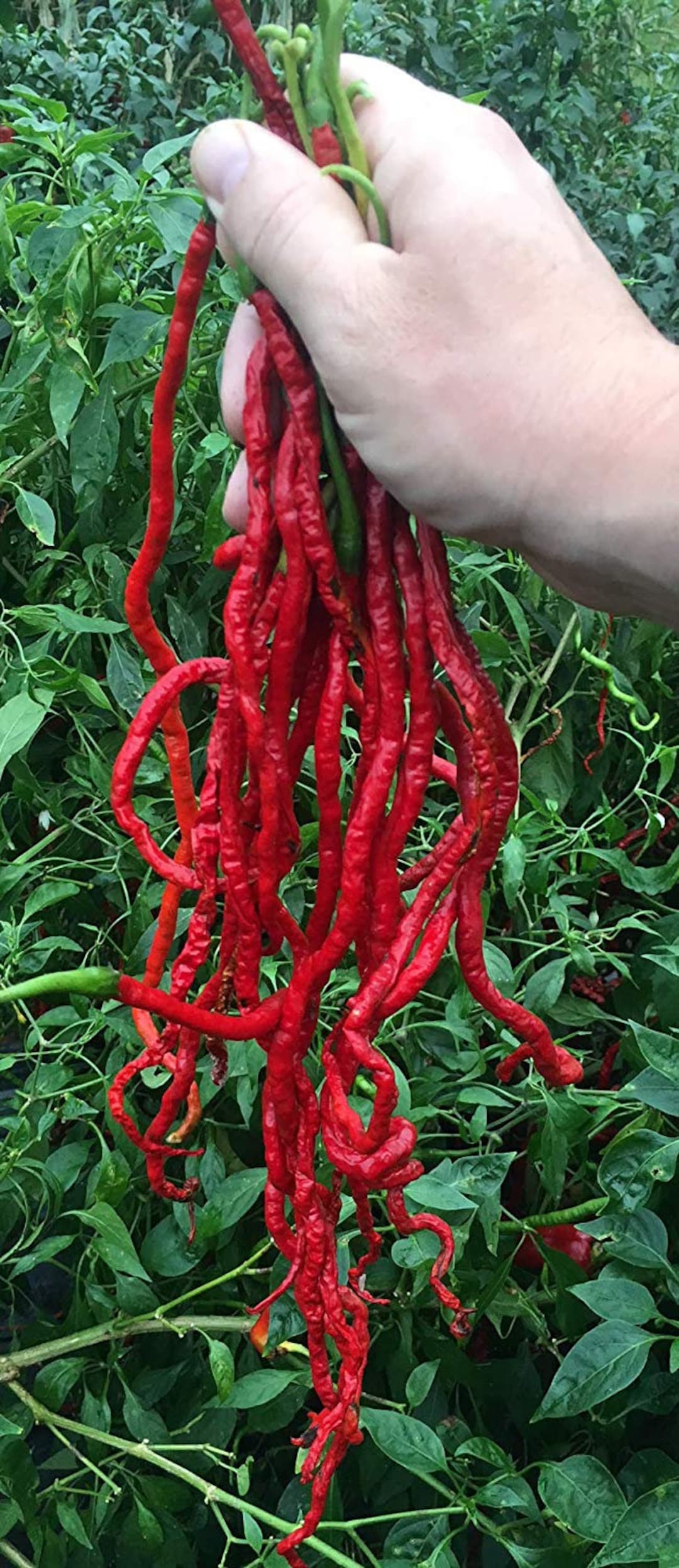 Thunder Mountain Longhorn Cayenne Heirloom Pepper Premium Seed Packet ...