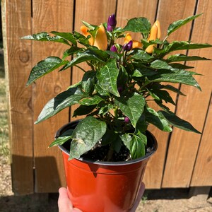 Mischief Night Ornamental Bonsai Chile Bonchi Pepper Premium Seed ...