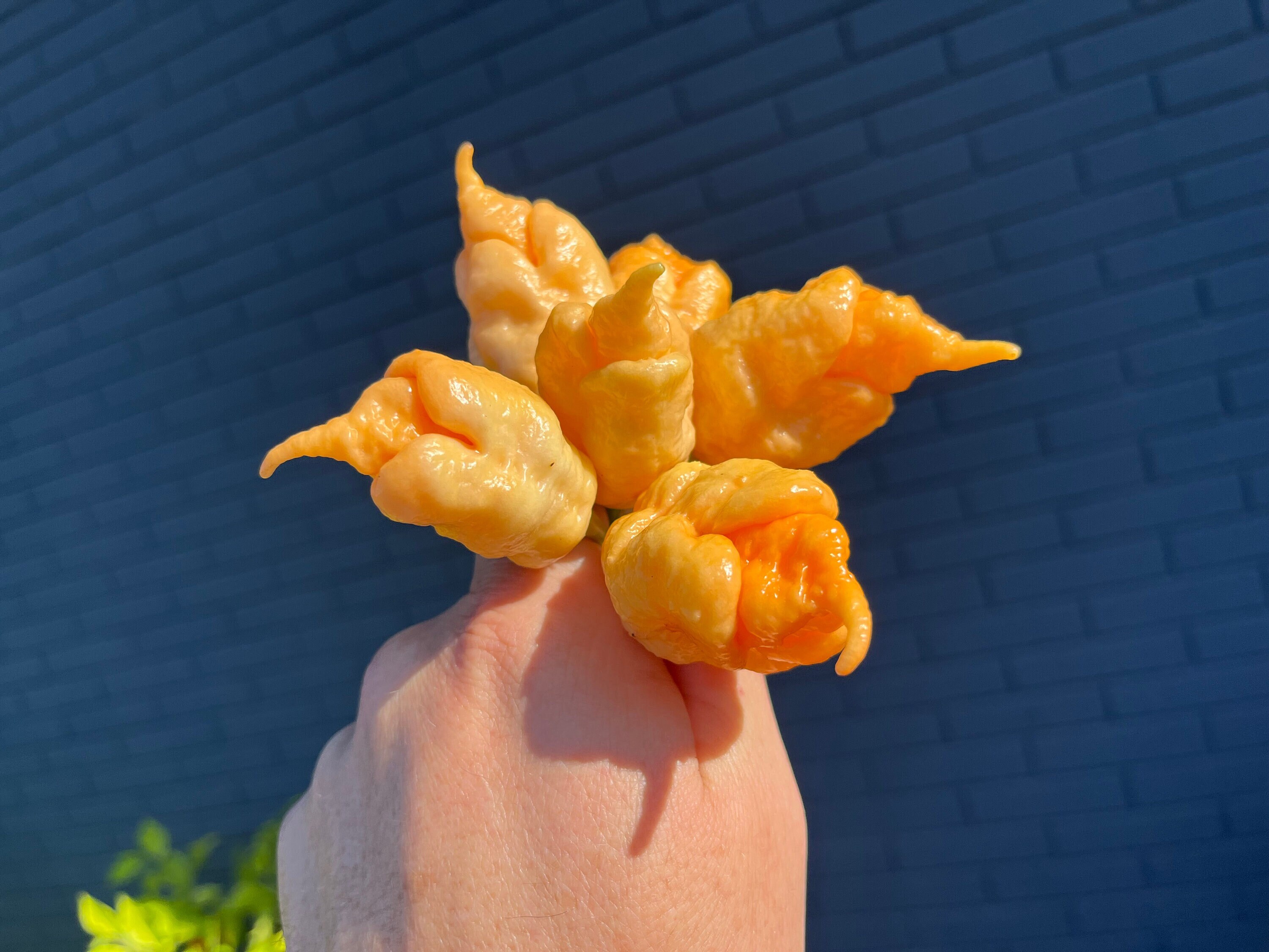 Star Scream Ultra Hot Pepper Premium Seed Packet - Etsy