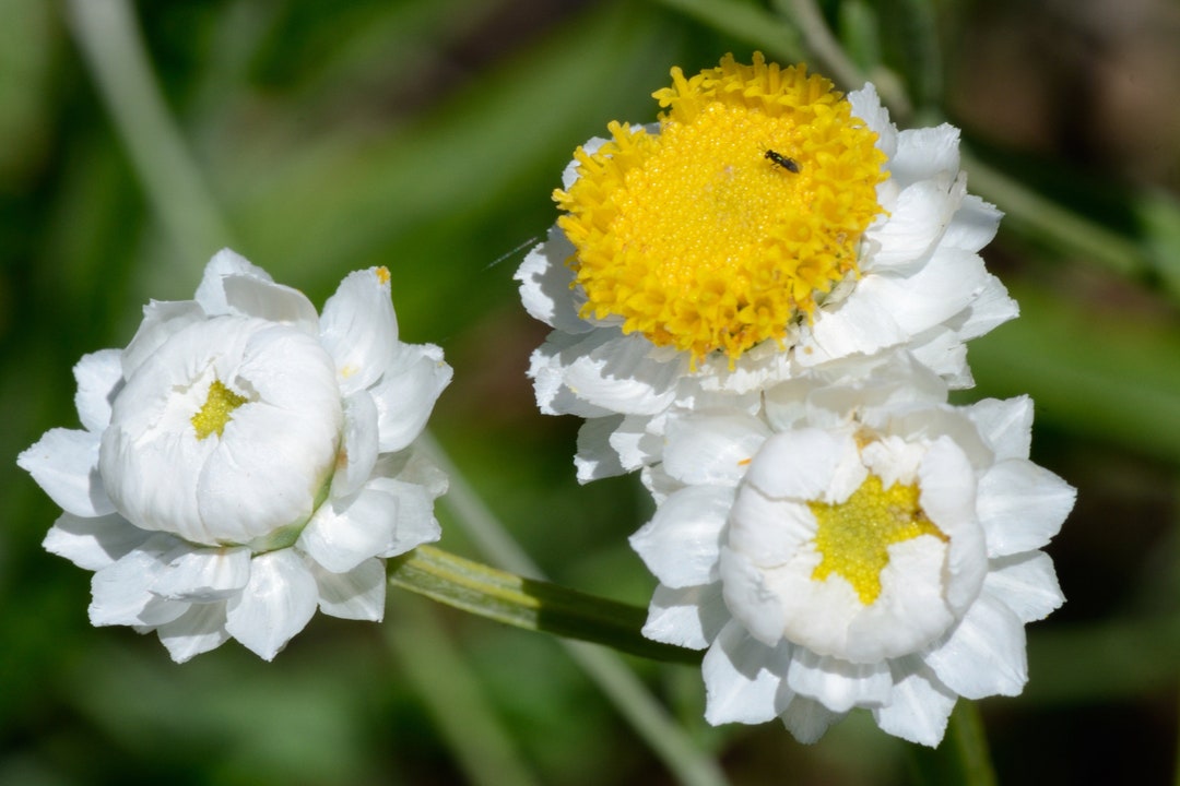 Winged Everlasting Ammobium Alatum Cut Flower Premium Seed Packet - Etsy