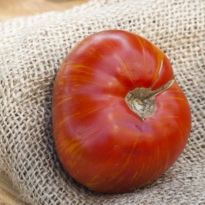 Solar Flare Heirloom Tomato Premium Seed Packet - Etsy