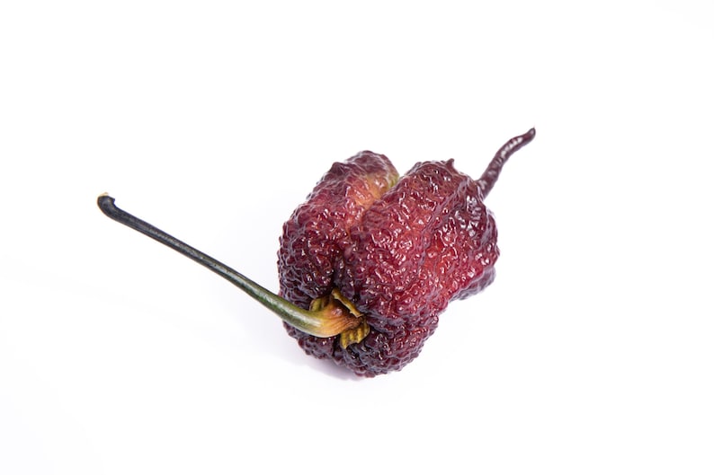 Purple Gator Jigsaw Ultra Hot Pepper Premium Seed Packet - Etsy
