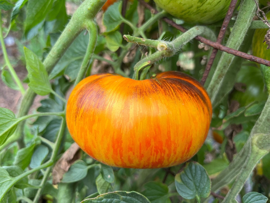 Lucid Gem Heirloom Tomato Premium Seed Packet - Etsy