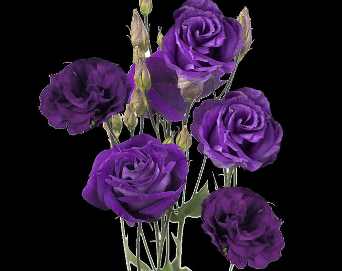LIVE PLANT Lisianthus ABC 3 Purple Eustoma Grandiflorum Cut Flower Deep ...
