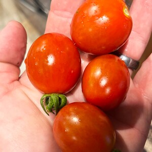 Sweet Prince Plum Tomato Premium Seed Packet - Etsy