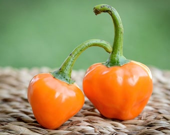 Yellow Tabasco Heirloom Hot Pepper Premium Seed Packet - Etsy