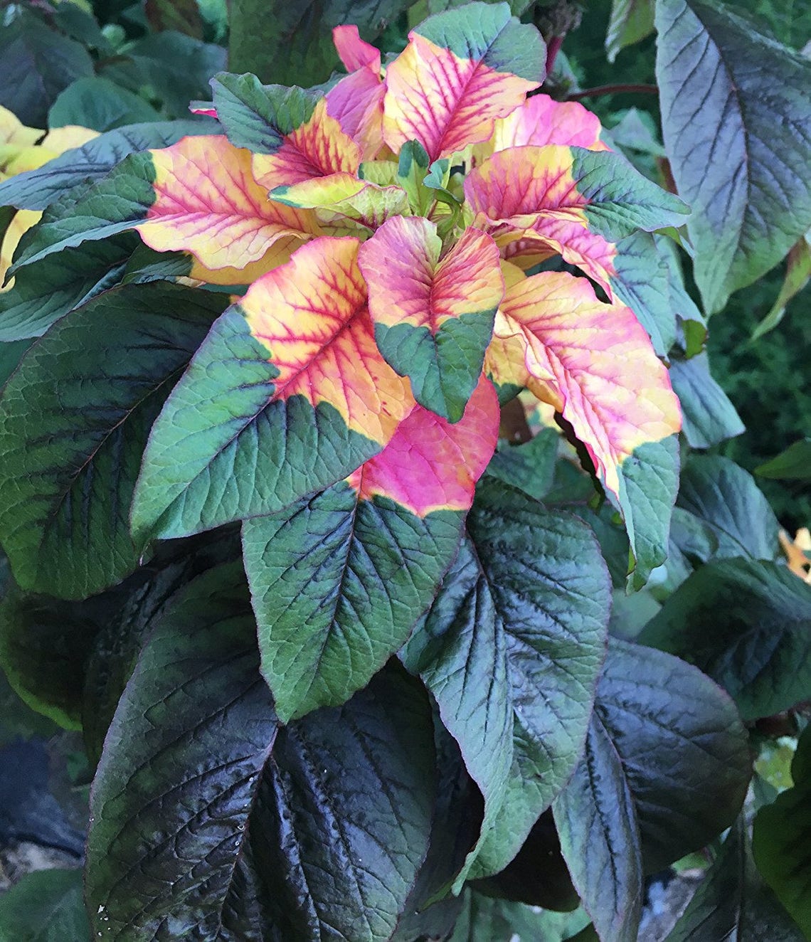 Joseph's Coat Amaranthus Tricolor Amaranth Summer Poinsettia Premium ...