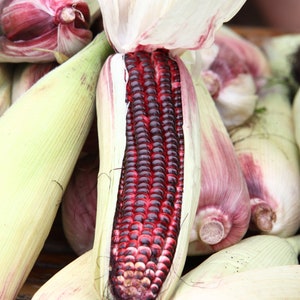 Ruby Red Queen Sweet Corn Anthocyanin Antioxidants - Etsy