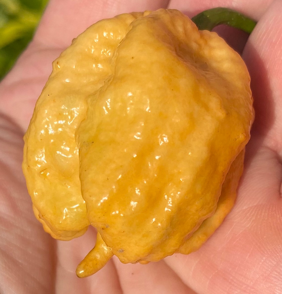 Golden Carolina Reaper HP22B Pepper Premium Seed Packet Record Hottest ...
