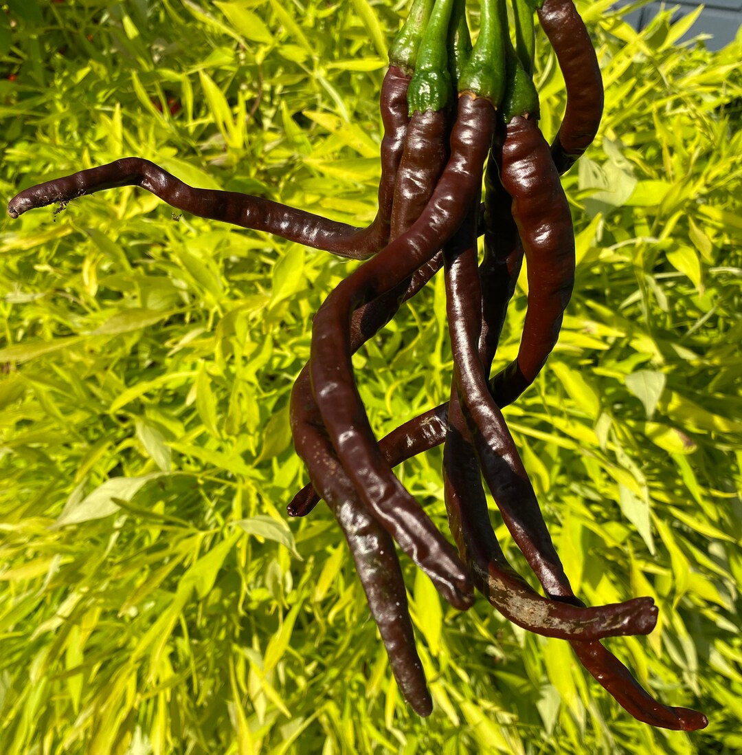 Thunder Mountain Longhorn Cacho Brown Cayenne Heirloom Pepper Premium ...