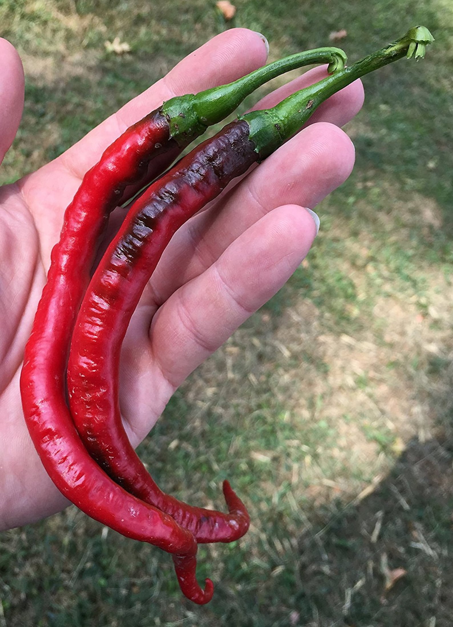 Joes Long Cayenne Heirloom Pepper Premium Seed Packet + More - Etsy