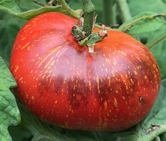 Dark Galaxy Heirloom Tomato Premium Seed Packet - Etsy