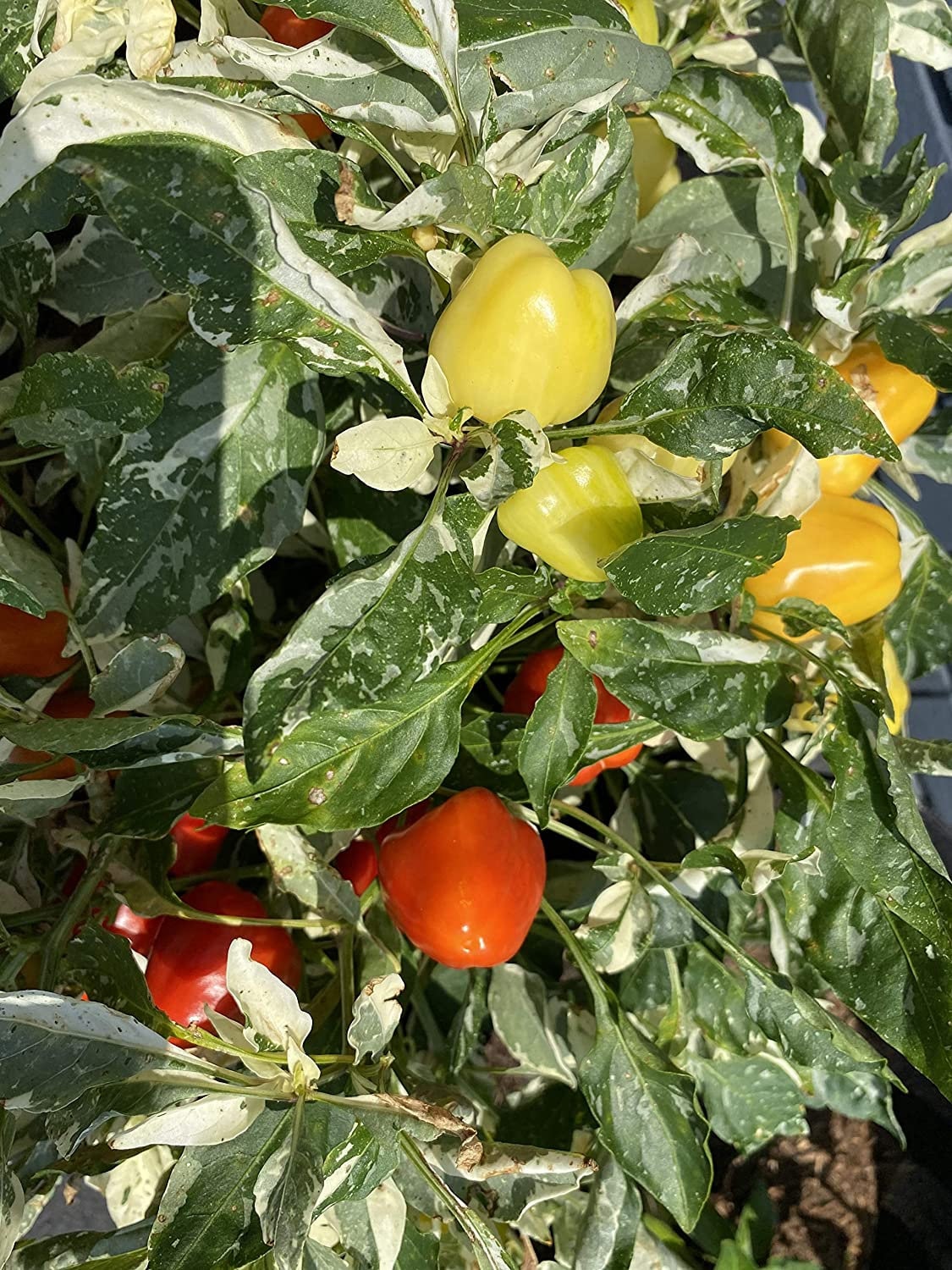 Variegated Baby Bell Pepper Premium Seed Packet - Etsy