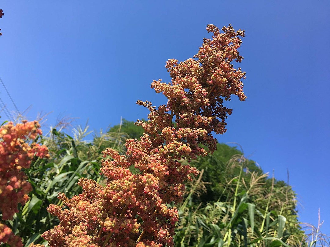 Redhead Quinoa Premium Seed Packet - Etsy