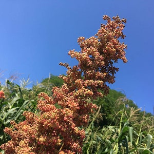 Redhead Quinoa Premium Seed Packet - Etsy