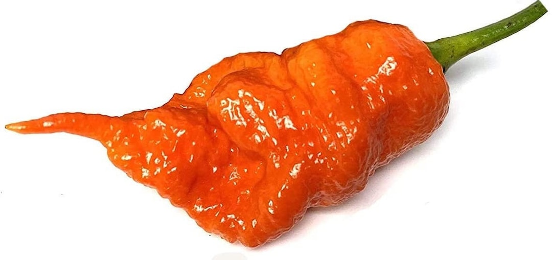 Death Dragon (death Spiral X Dragon's Breath Hybrid) Ultra Hot Pepper ...