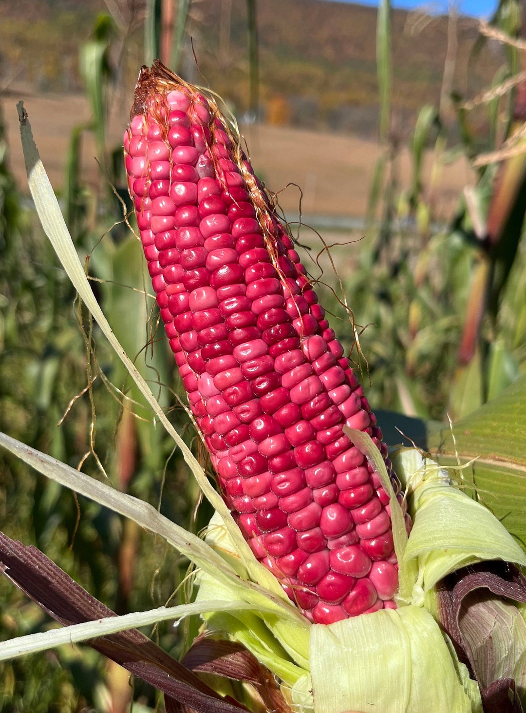 Pink Xocoyul Rosado Masa Tlaxcala Atole Dulce Tamale Corn Maize 20 Seed ...