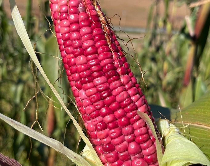 15 Seeds Cute Pink Corn Heirloom Variety Non GMO - Edible - Etsy