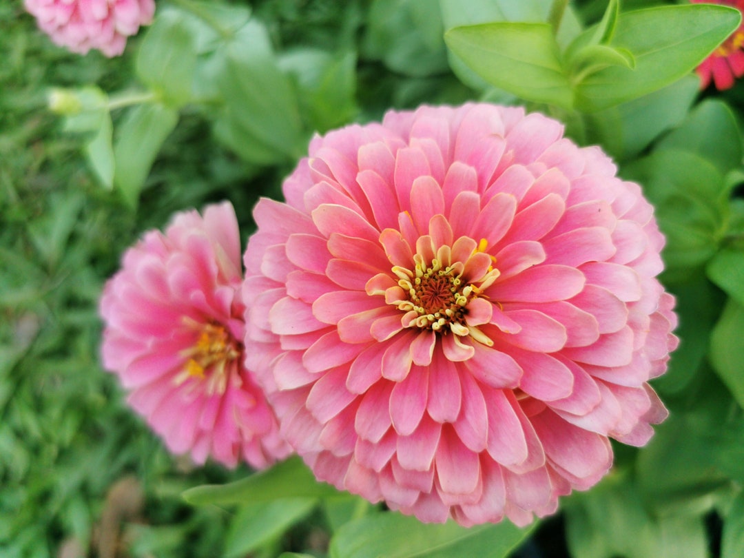 Bernary's Giant Bright Pink Zinnia Bouquet Flower Premium Seed Packet ...