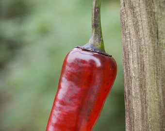 Purple Serrano Chile Pepper Premium Seed Packet Record Hottest | Etsy