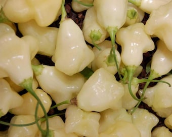 Aleppo Chile Hot Pepper Premium Seed Packet More - Etsy