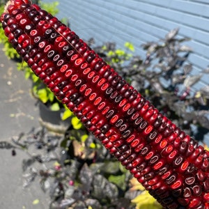 Jimmy Red Corn Famous Bootlegger Moonshine Grits Hominy Masa Corn ...