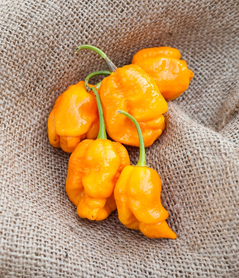 Trinidad Yellow 7 Pot Heirloom Pepper Premium Seed Packet - Etsy