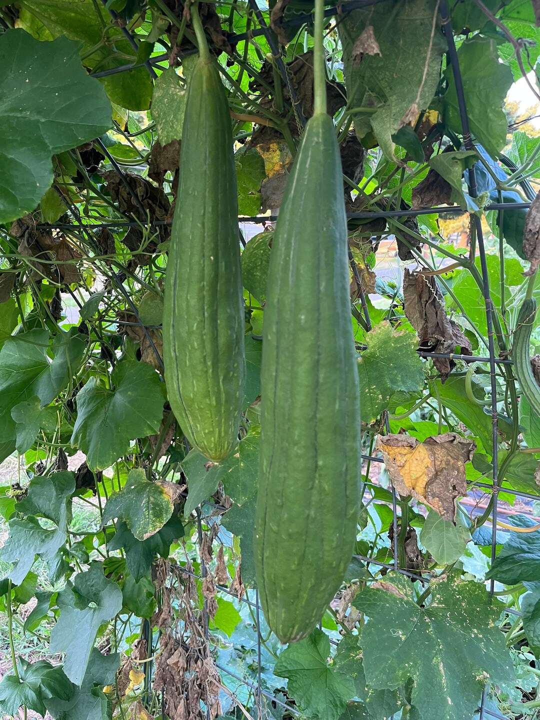Smooth Luffa Aegyptiaca Sponge Egyptian Cucumber Vietnamese Gourd ...