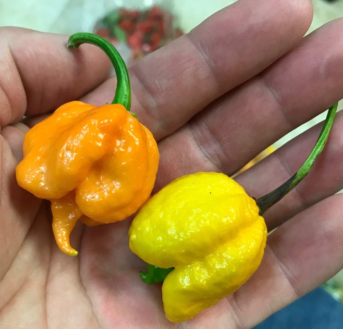 Orange Carolina Reaper HP22B Pepper Premium Seed Packet Record Hottest ...