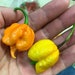 Orange Carolina Reaper HP22B Pepper Premium Seed Packet Record Hottest ...