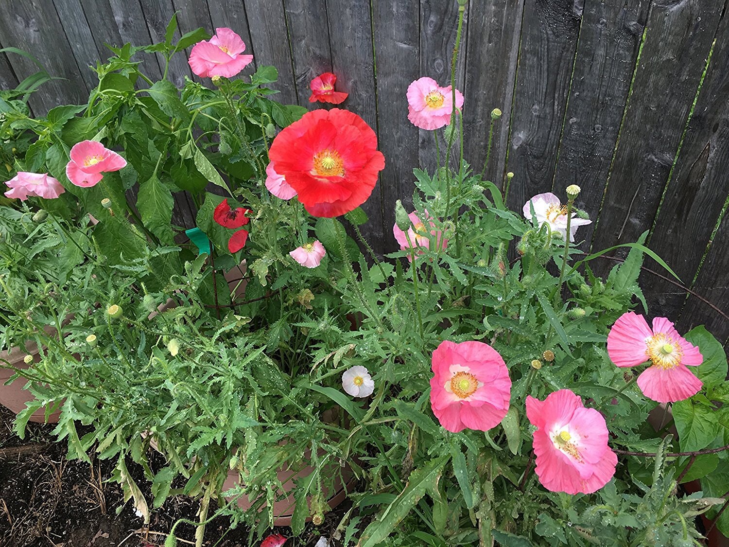 Texas Corn Poppy Poppies Mix Papaver Rhoeas Premium Seed - Etsy