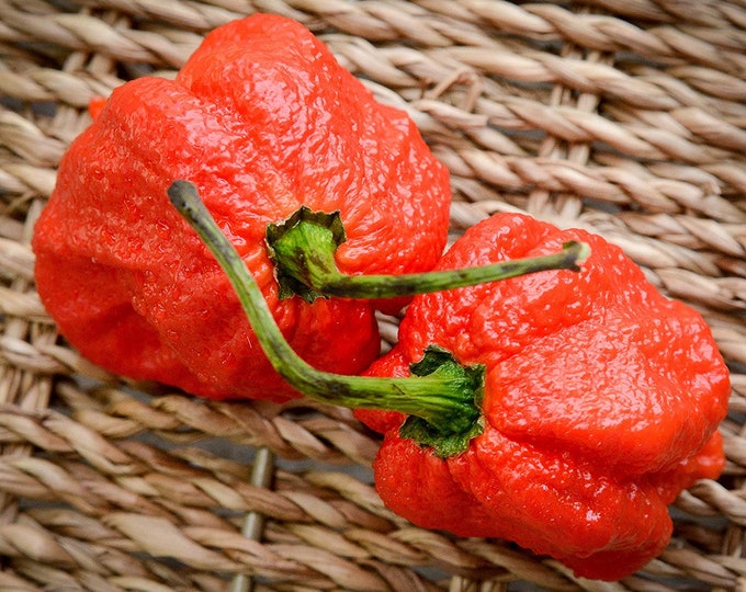 Salkim Biber Turkish Turkey Chile Hot Pepper Premium Seed - Etsy