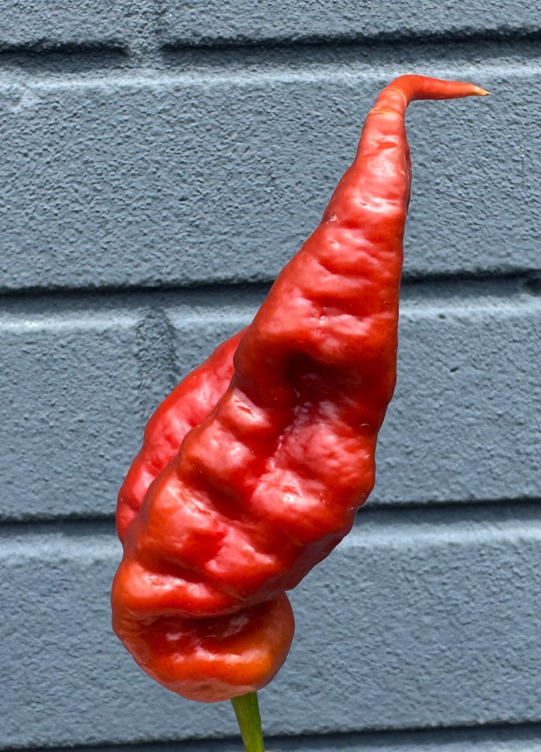 Chocolate T Rex T-rex (douglah 7 Pot and Bhutlah Hybrid) Ultra Hot ...