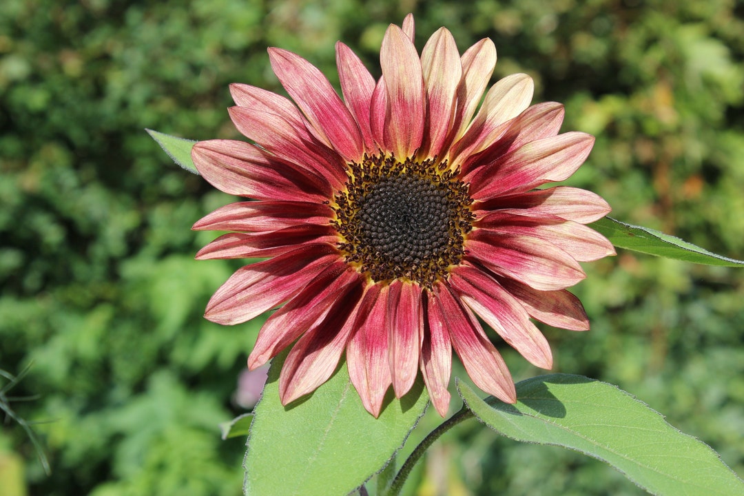 Procut Plum Sunflower Autumn Cut Flowers Premium Seed Packet - Etsy