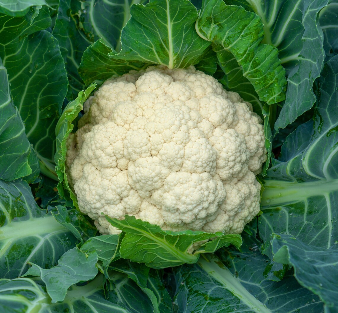 Amazing White Cauliflower Premium Seed Packet Great for Kids - Etsy