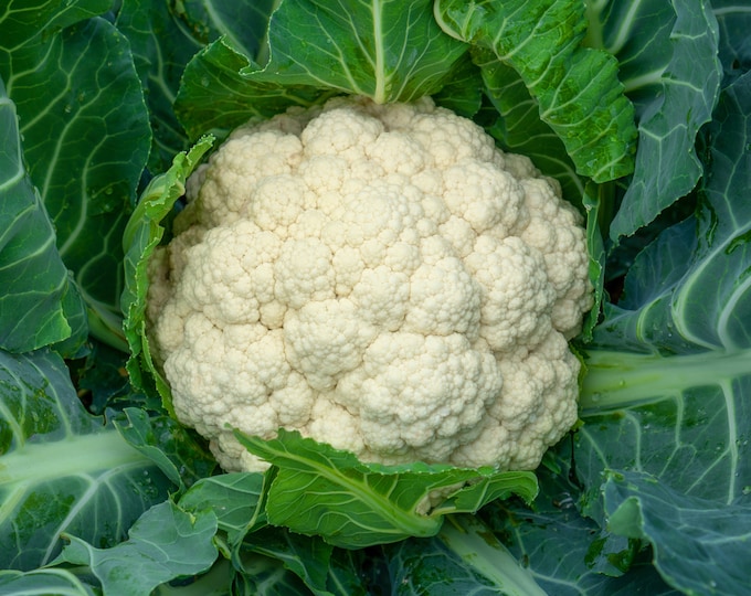 Aleppo Chile Hot Pepper Premium Seed Packet More - Etsy