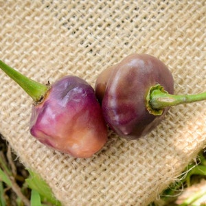 Cheiro Roxa Hot Pepper Premium Seed Packet + More - Etsy