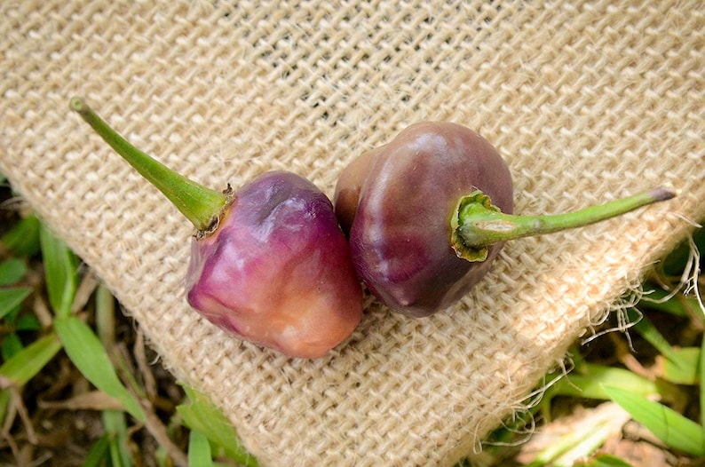 Cheiro Roxa Hot Pepper Premium Seed Packet + More - Etsy