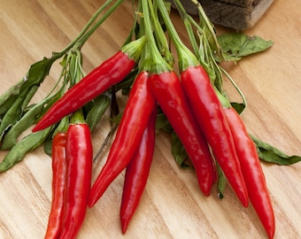 Count Dracula Vampire Pepper Premium Seed Packet - Etsy