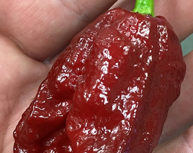 Death Spiral Ultra Hot Pepper Premium Seed Packet Possibly the - Etsy