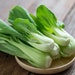 Toy Choy Baby Pak Choy Stir Fry Heirloom Premium Seed Packet Bok Choi ...