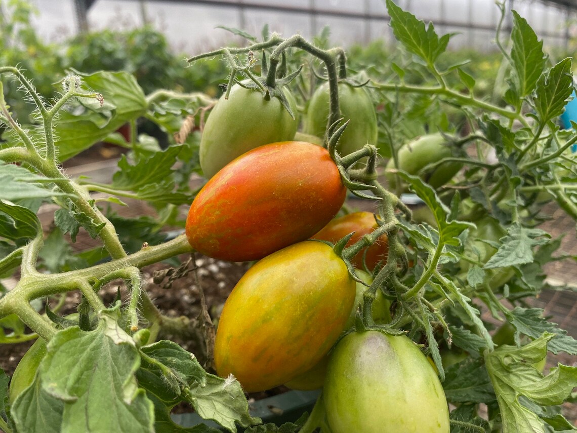 Tumbling Tiger Micro Dwarf Hanging Basket Bonsai Tomato Premium Seed ...