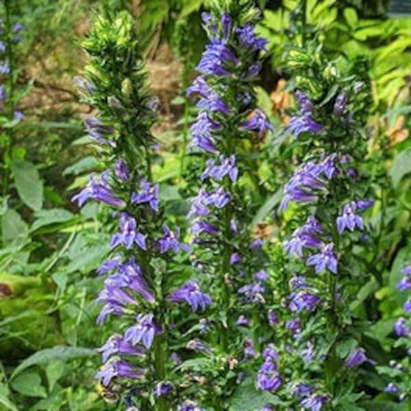 Lobelia Seeds - Etsy