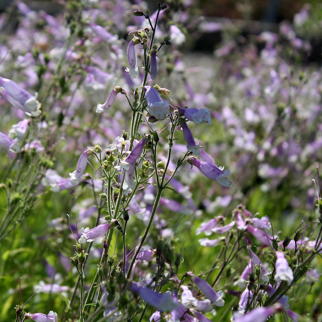 50 Penstemon Hirsutus/native Seeds/hairy Beardtongue//free Shipping - Etsy