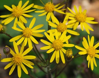 Golden Groundsel packera Aurea - Etsy