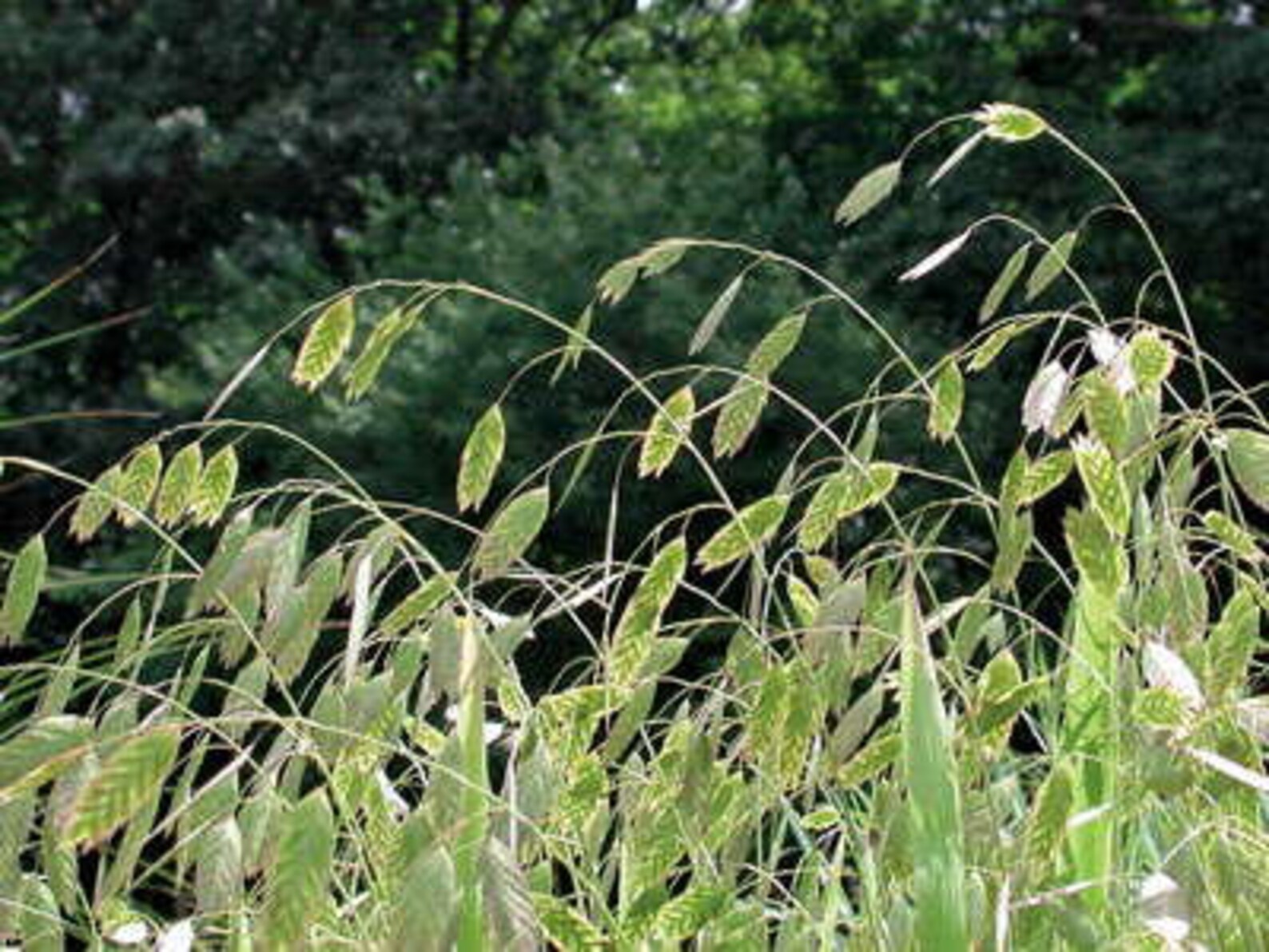 50 Chasmanthium Latifolium Seeds/northern Sea Oats Seed/river Oats ...