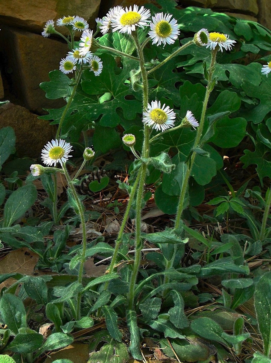 50 Erigeron Pulchellus Seeds/robin's Plantain/native Flower Seed/free ...