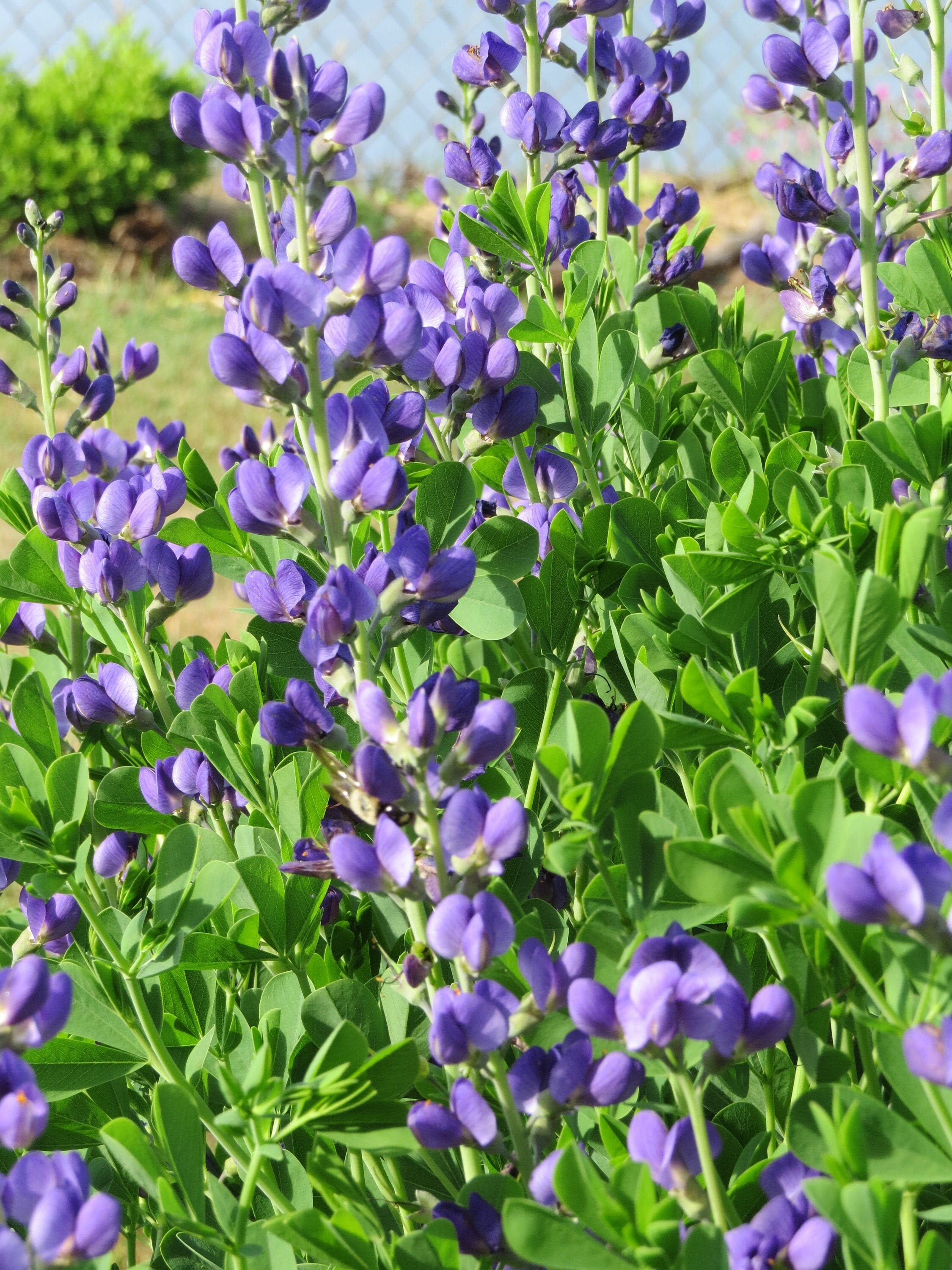 Baptisia Australis Drawing