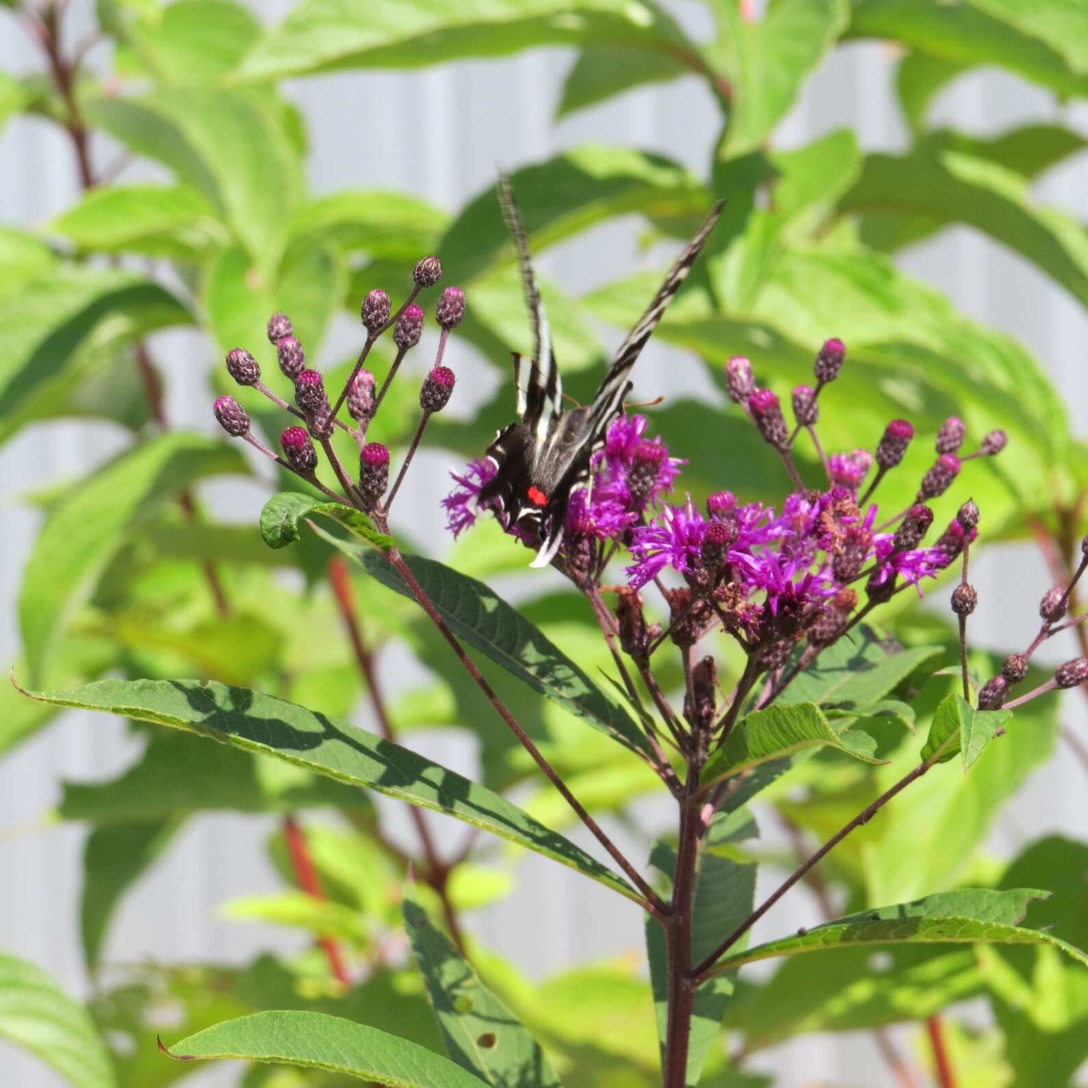 50 Vernonia Noveboracensis Seeds/new York Ironweed/native Wilflower ...