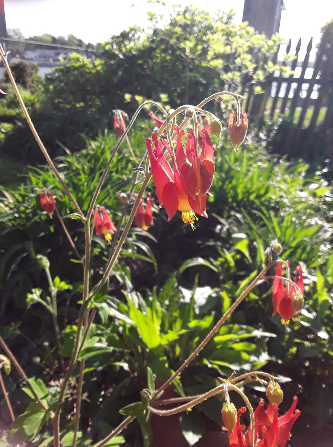 50 Aquilegia Canadensis Seeds/red Columbine Seed/native Flower Seed ...